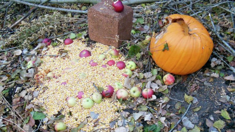 Baiting Deer: The 5 Tips That Actually Work (Tried & Tested)⎮TheGearHunt