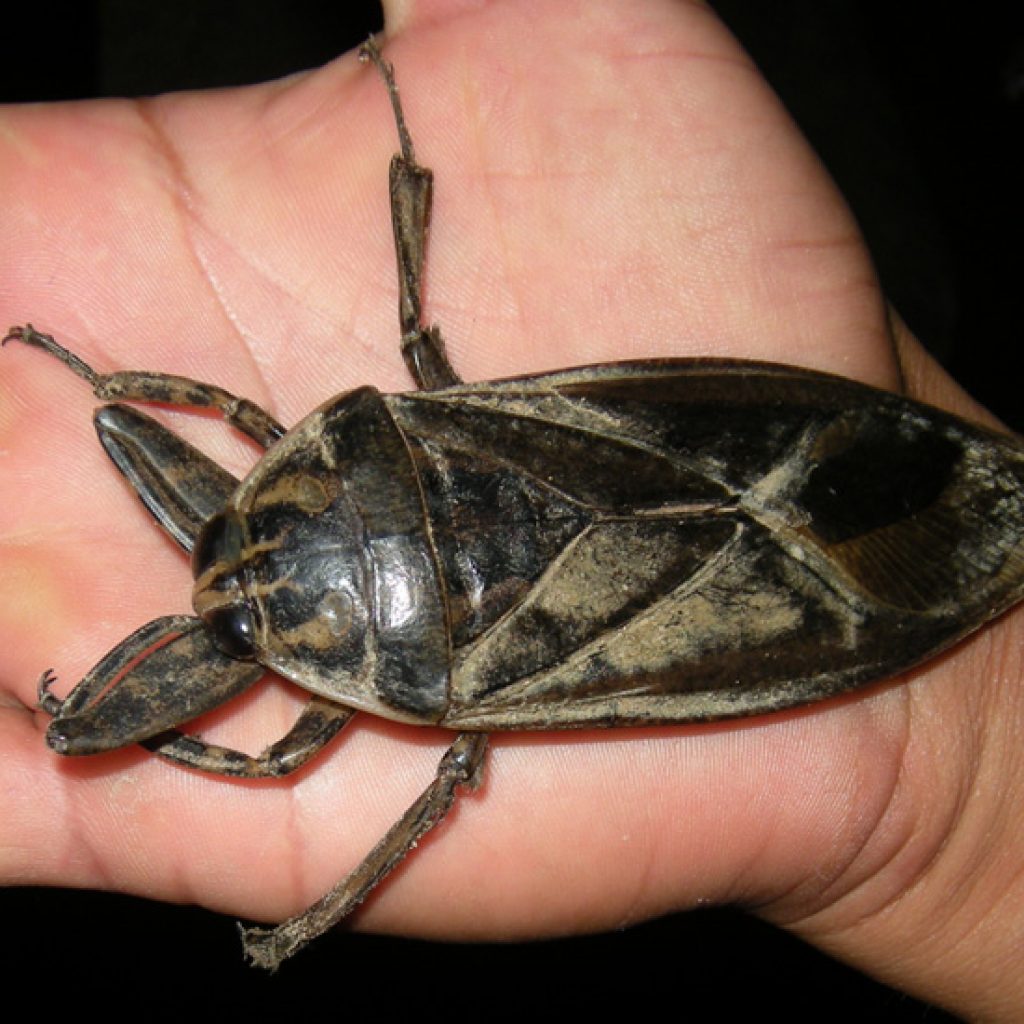 Survival Skills: A Complete Guide to Edible Insects - TheGearHunt