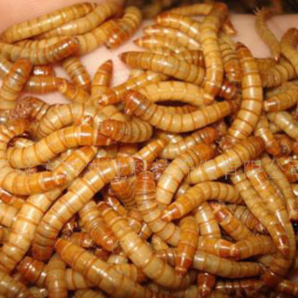 Survival Skills: A Complete Guide to Edible Insects - Part 2 - TheGearHunt