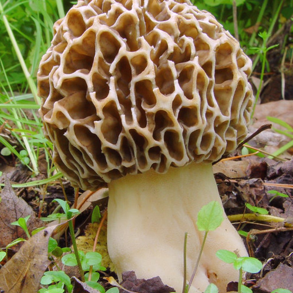 Poisonous Mushrooms: How to Know Which are Safe to Eat - TheGearHunt