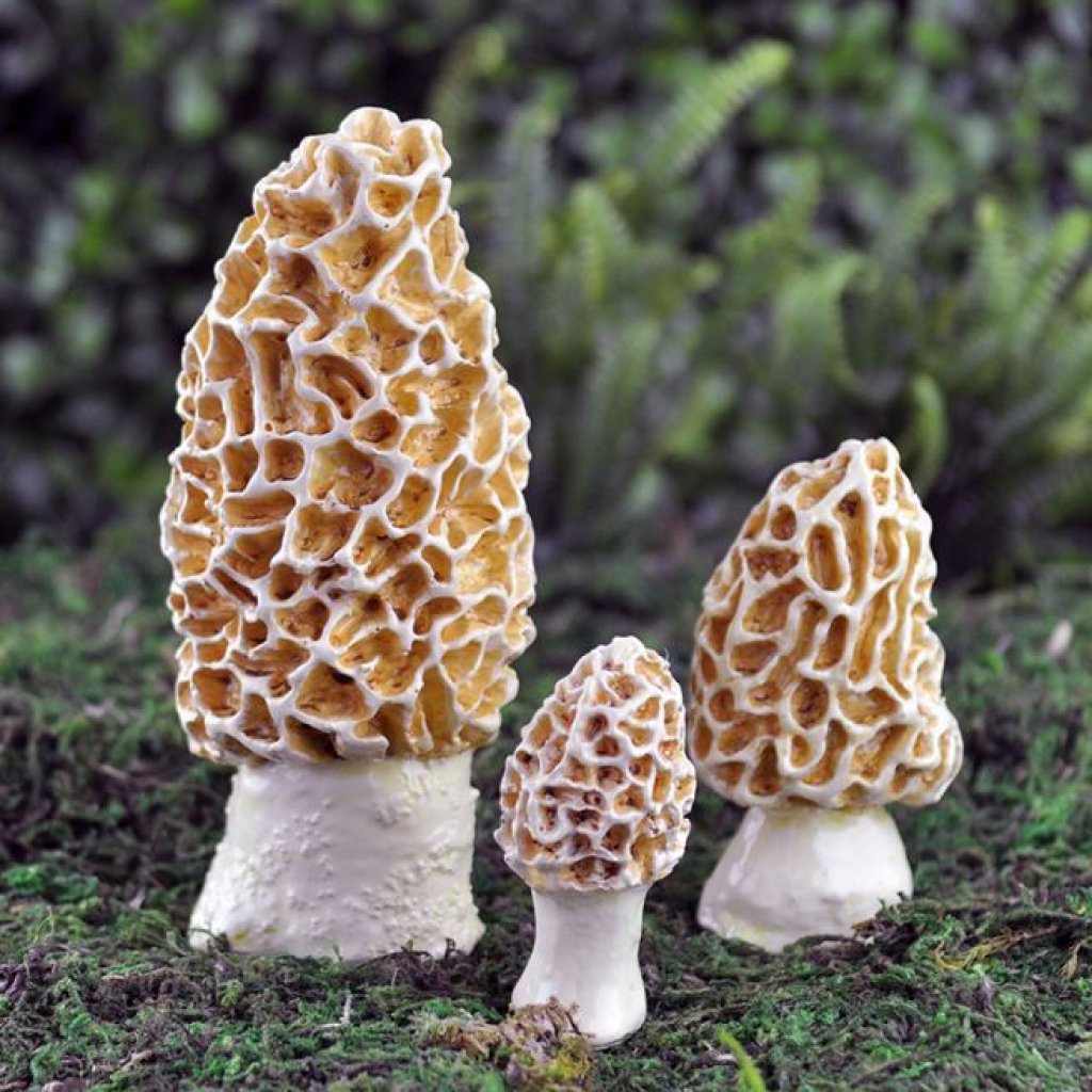 Poisonous Mushrooms: How to Know Which are Safe to Eat - TheGearHunt
