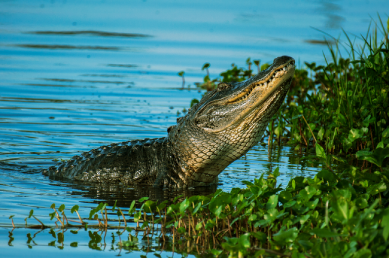 Survival Skills: What To Do if An Alligator Attacks - TheGearHunt