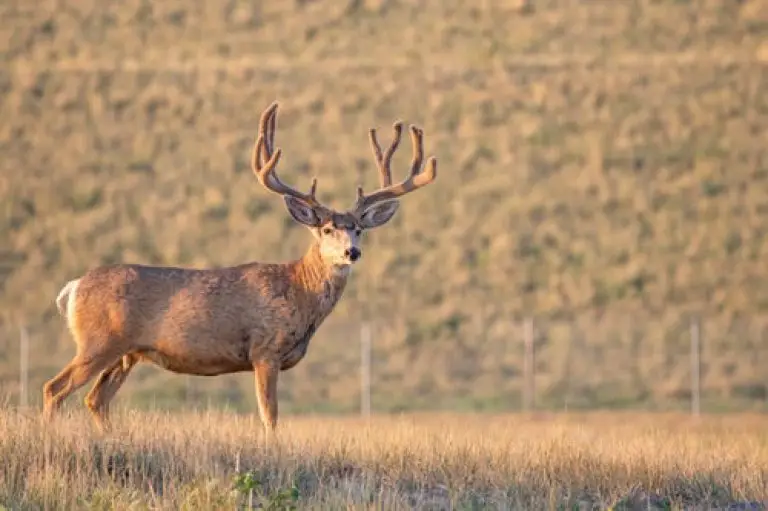 Everything About Getting Your Hunting License TheGearHunt everything-about-getting-your-hunting-license-thegearhunt