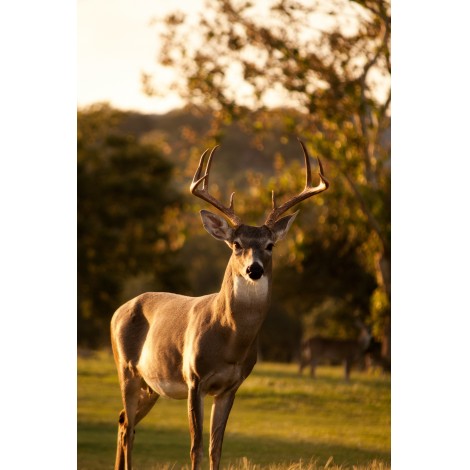 Scoring a Deer: Important Info You Need to Know - TheGearHunt