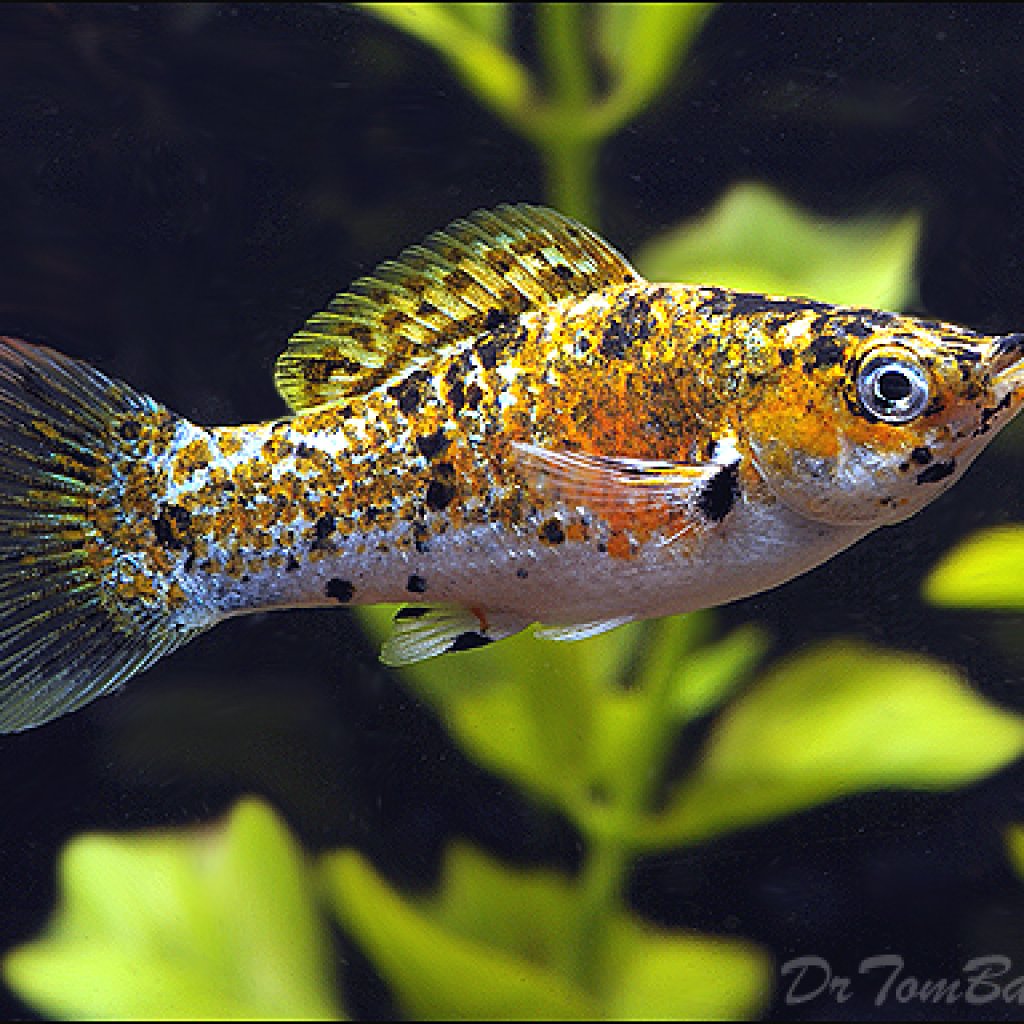 16 Most Popular Fresh Water Fish for Your Aquarium | TheGearHunt