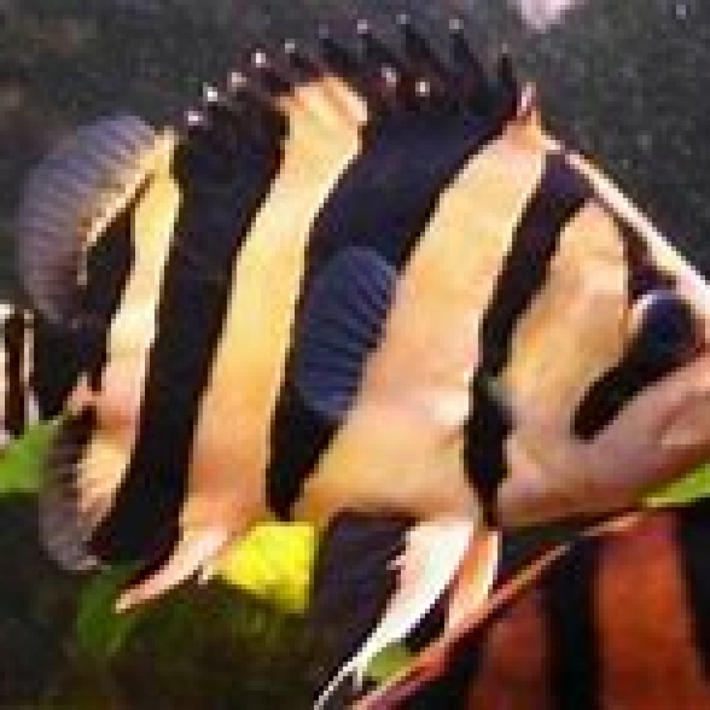 16 Most Popular Fresh Water Fish for Your Aquarium | TheGearHunt