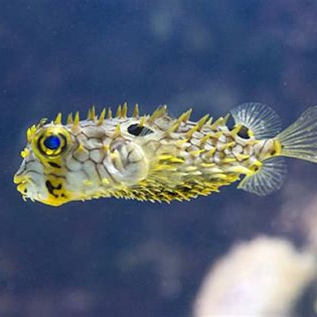 18 Saltwater Aquarium Fish for Beginners | TheGearHunt