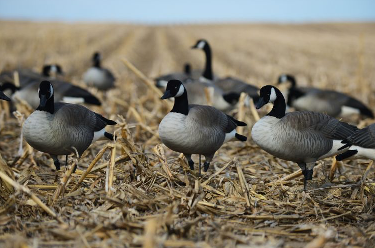 10 Best Goose Decoys Reviewed in 2022 | TheGearHunt