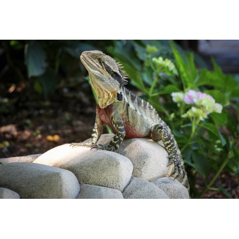 How to Set Up Your First Pet Iguana Habitat | TheGearHunt