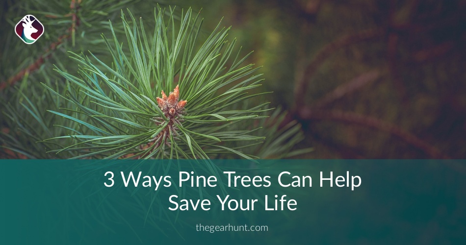 Survival Guide: 3 Ways Pine Trees Can Help Save Your Life