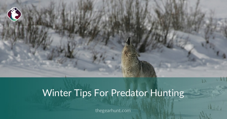 Winter Hunting Season: Tips For Predator Hunting | TheGearHunt
