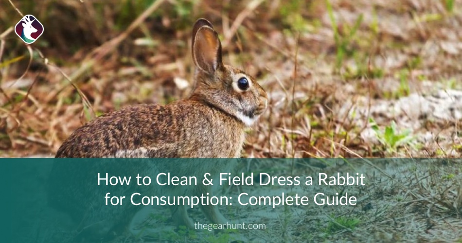 How to Clean & Field Dress a Rabbit: 2018 Guide | TheGearHunt