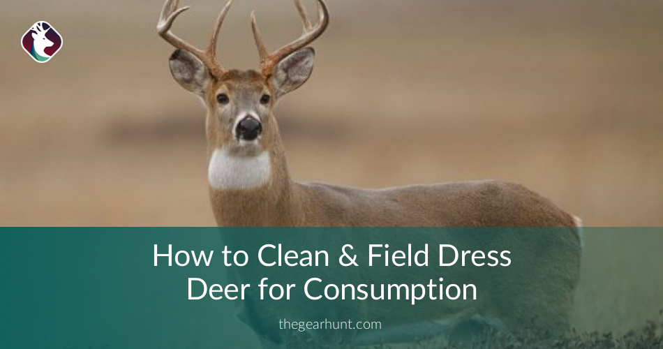 How to Clean & Field Dress Deer for Consumption - TheGearHunt