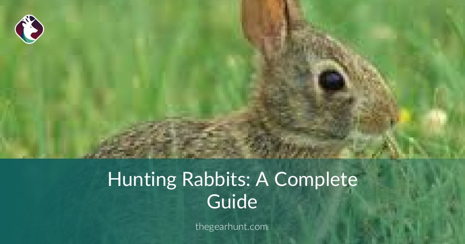 Hunting Rabbits: A Complete Guide - TheGearHunt
