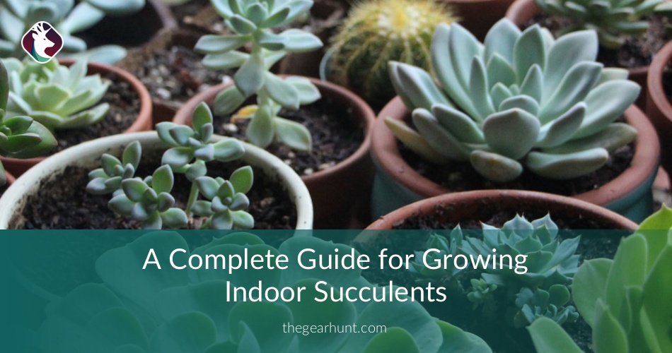 A Complete Guide for Growing Indoor Succulents | TheGearHunt