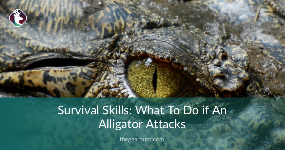 Survival Skills: What To Do if An Alligator Attacks - TheGearHunt
