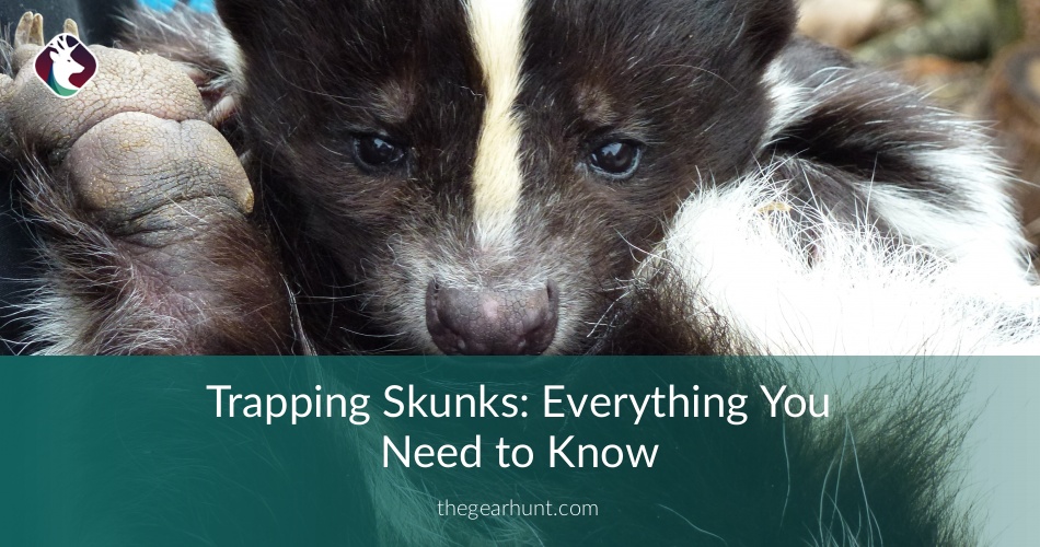 Trapping Skunks: Everything You Need to Know | TheGearHunt