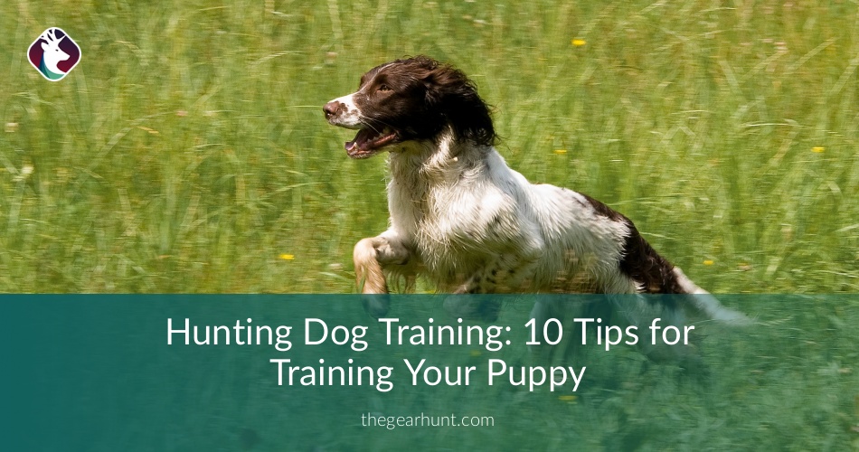 Hunting Dog Training: 10 Tips for Training Your Puppy - TheGearHunt